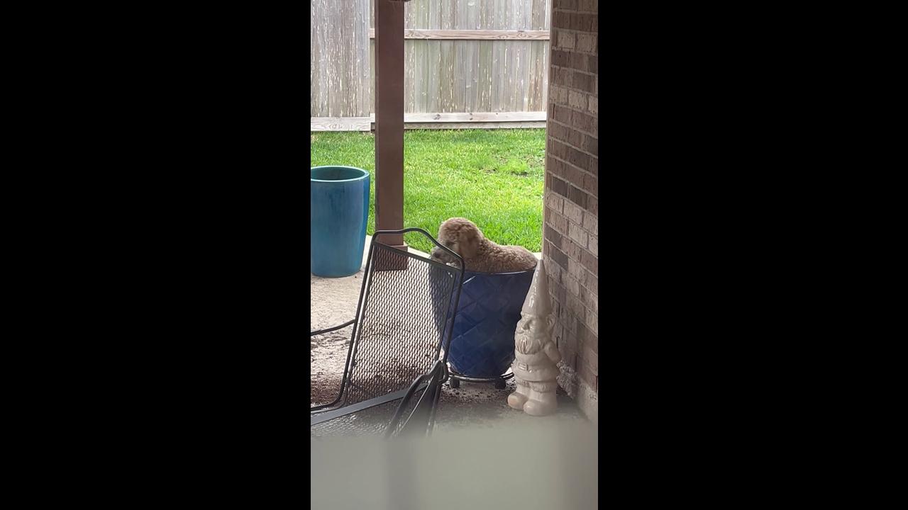Doodle plants himself in large flower pot