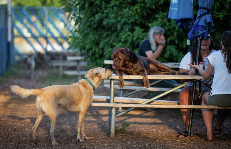 Austin restaurants in May: New bakeries and cafes arrive. Your dog's ...