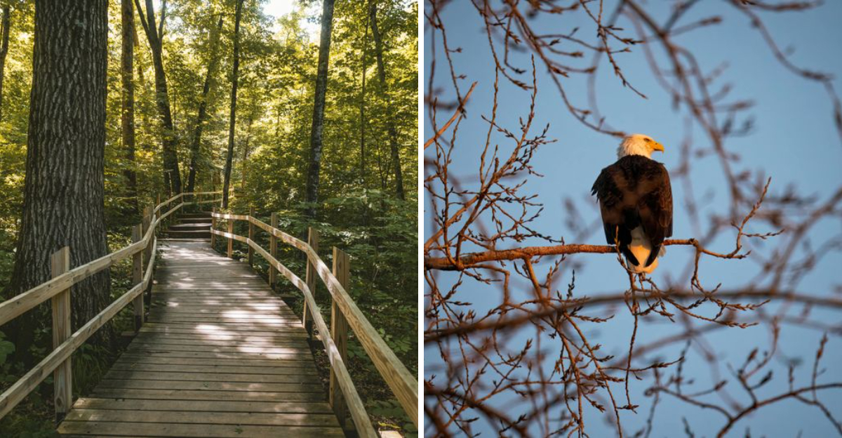 A boardwalk less than a mile from the highway where Minnesota birds ...