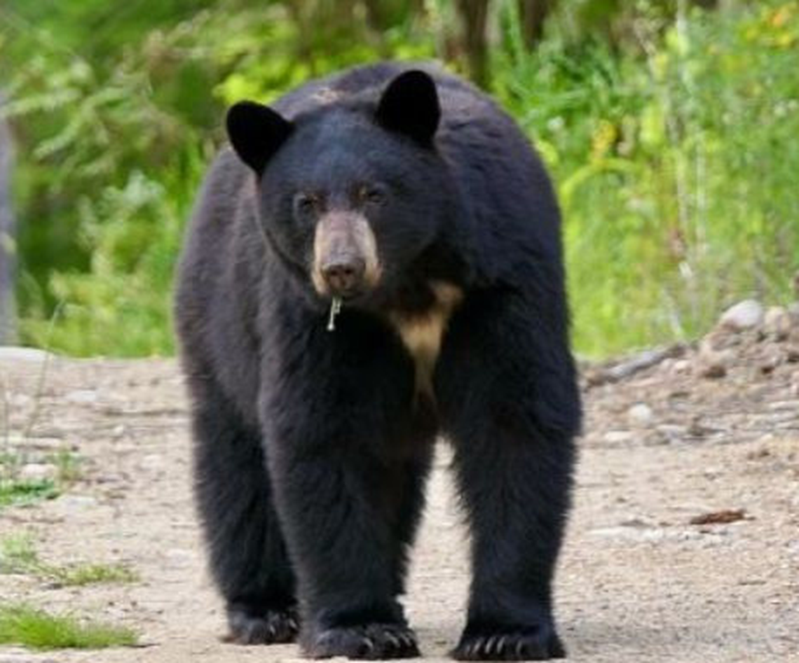 CA officials warn of increased bear encounters, especially in Tahoe, as ...