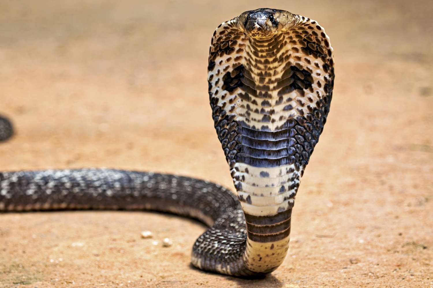 German tourist dies after suspected cobra bite at Egypt resort