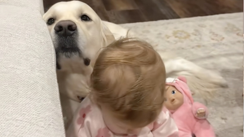 Golden retriever is always by his little sister's side and it's too ...
