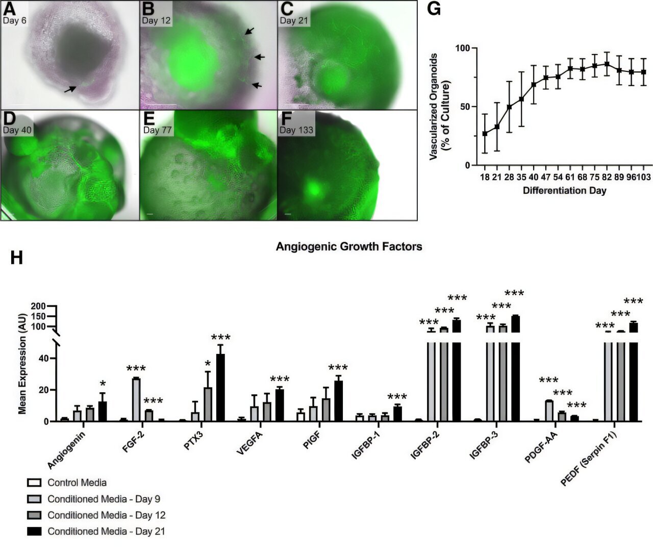 Lab-grown human skin advances our understanding of the critical role of ...