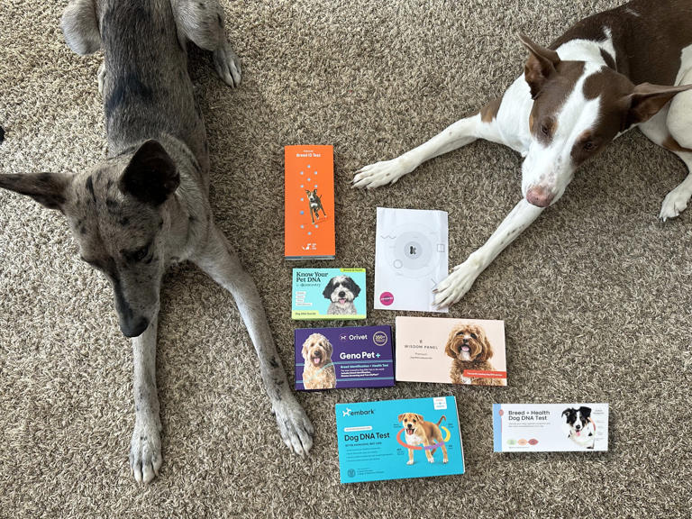 Best dog DNA tests