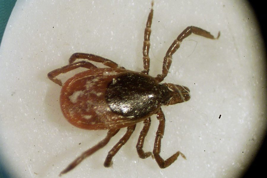 Tick activity soaring in Wisconsin