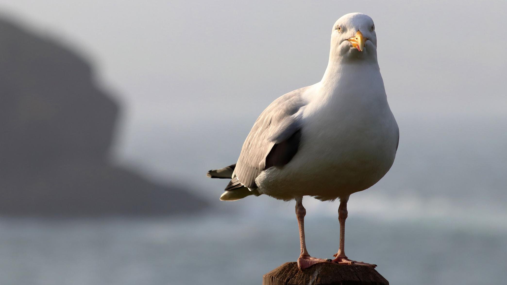 Do you have what it takes to be a town's gull ranger?