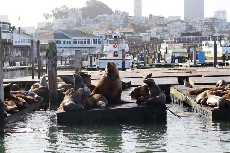 Meet Chonkers, Pier 39's viral sea lion star