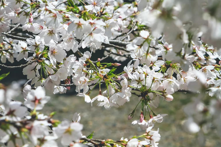 For under £30 at Yimbly, this cherry tree could transform your patio ...