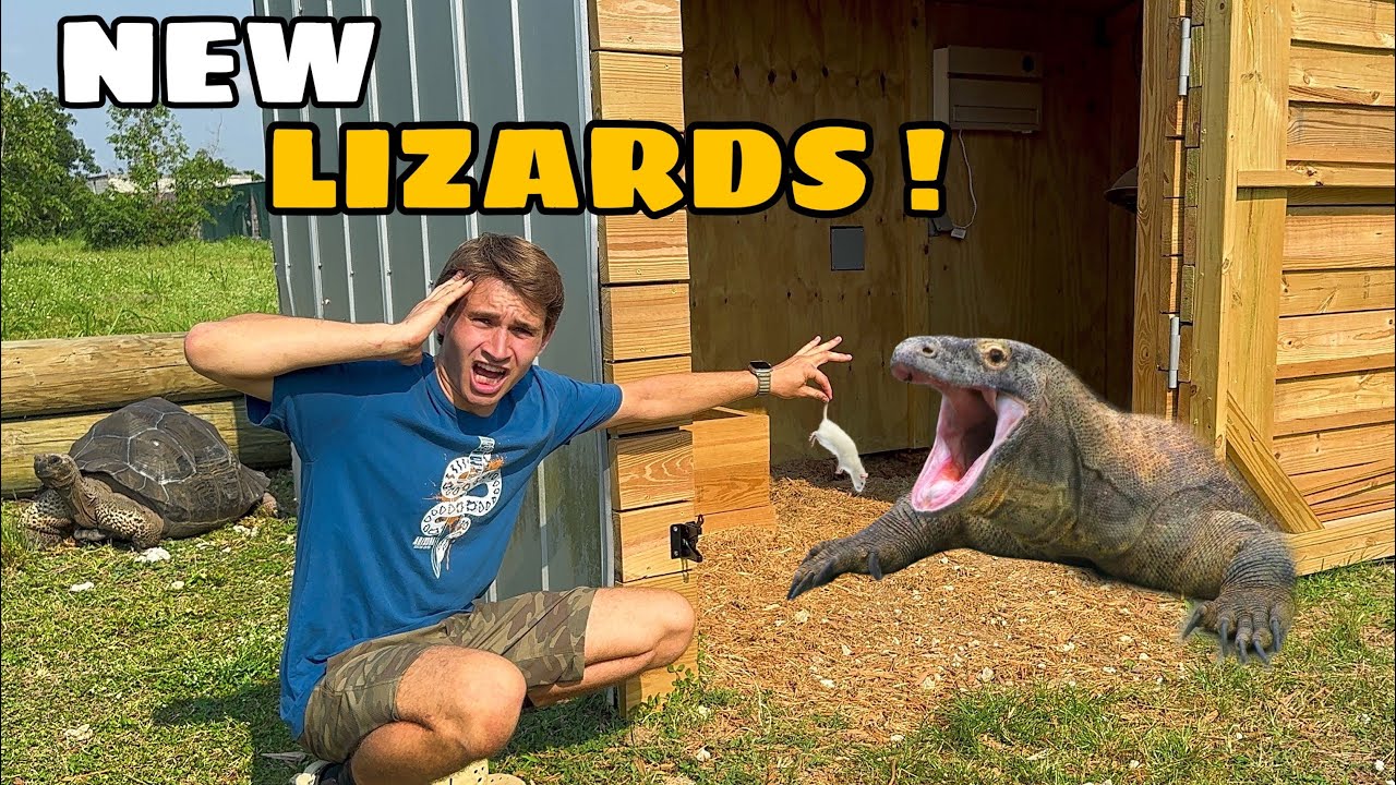 Setting up my $20,000 lizards!