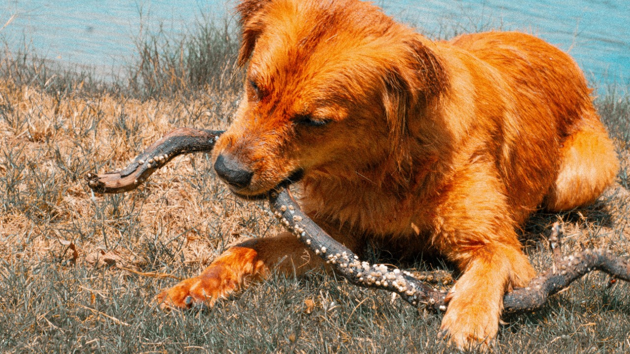 Study links pet dogs and cats to spread of invasive parasitic worms