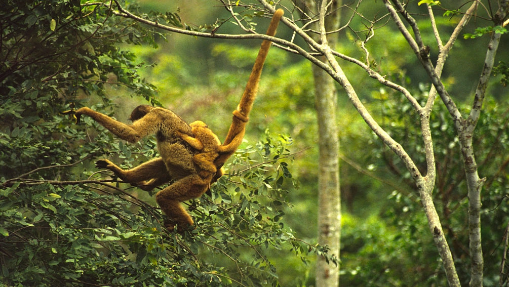 How DNA mapping is rewriting wildlife rescue