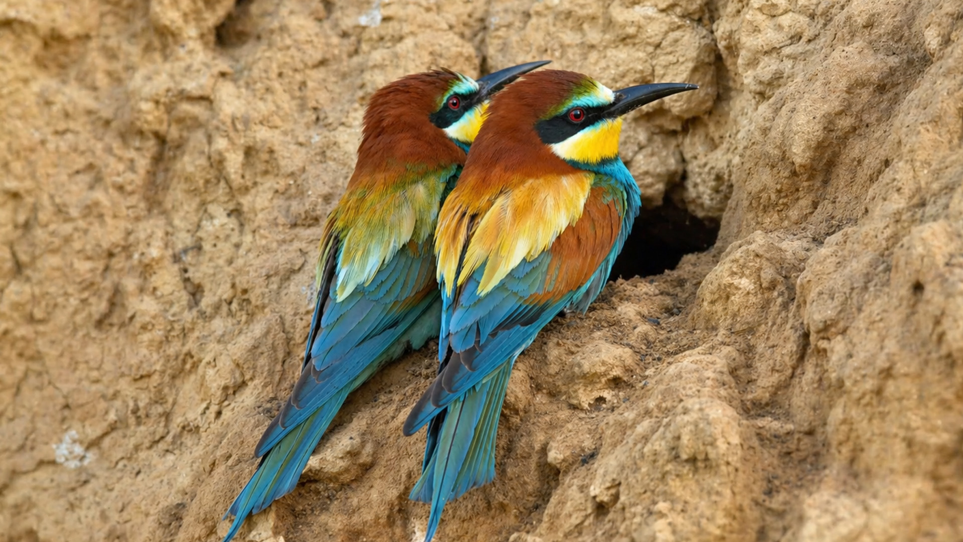Nature’s most colorful birds - captured on hidden camera