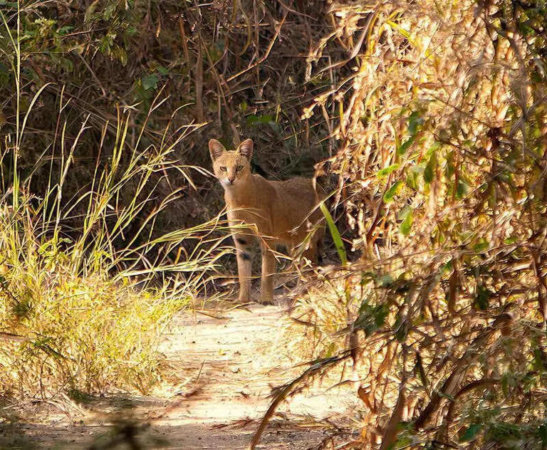 Jungle cat on Vetal tekdi stresses eco value of city hills