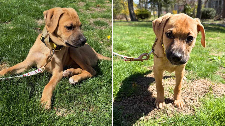 This 3-month-old puppy is looking for love after rescue from the streets