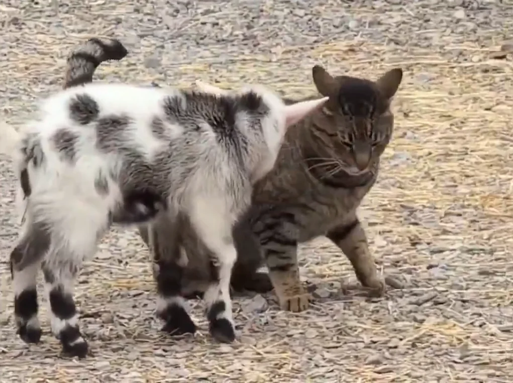 Filhote de cabra tenta dar cabeçadas em gato, mas felino responde com ...
