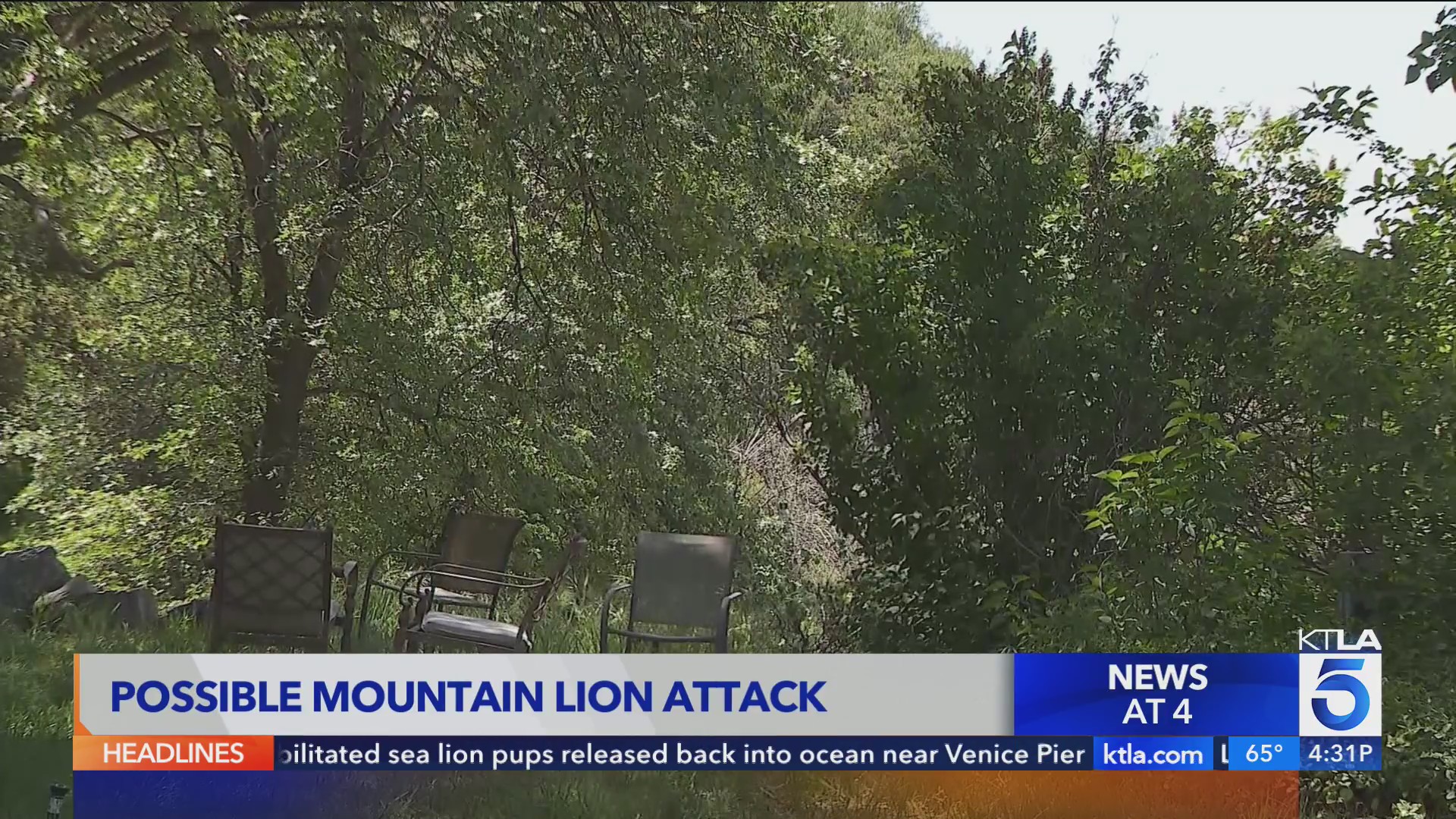 Oak Glen woman fears her large mastiff was attacked, taken by mountain lion