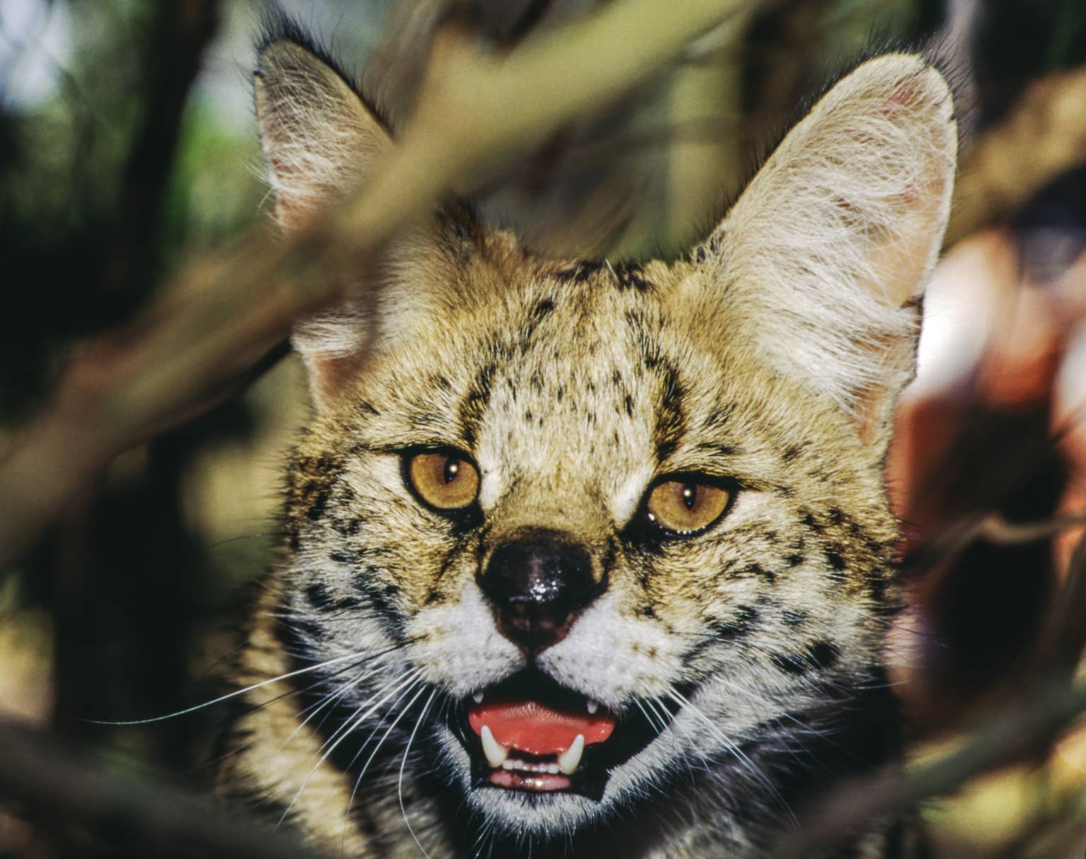 How a dog's chase led a bobcat to unexpectedly enter a family home