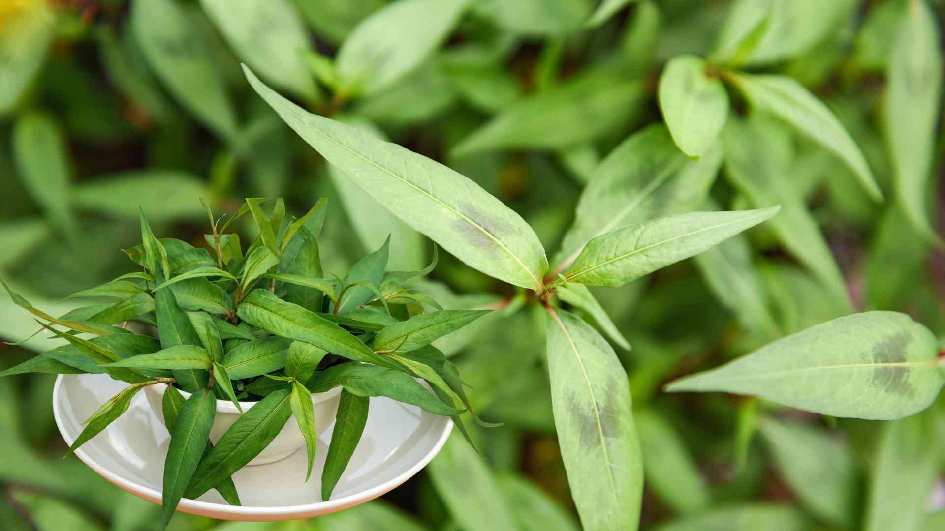 Cách ăn rau răm tốt cho sức khỏe