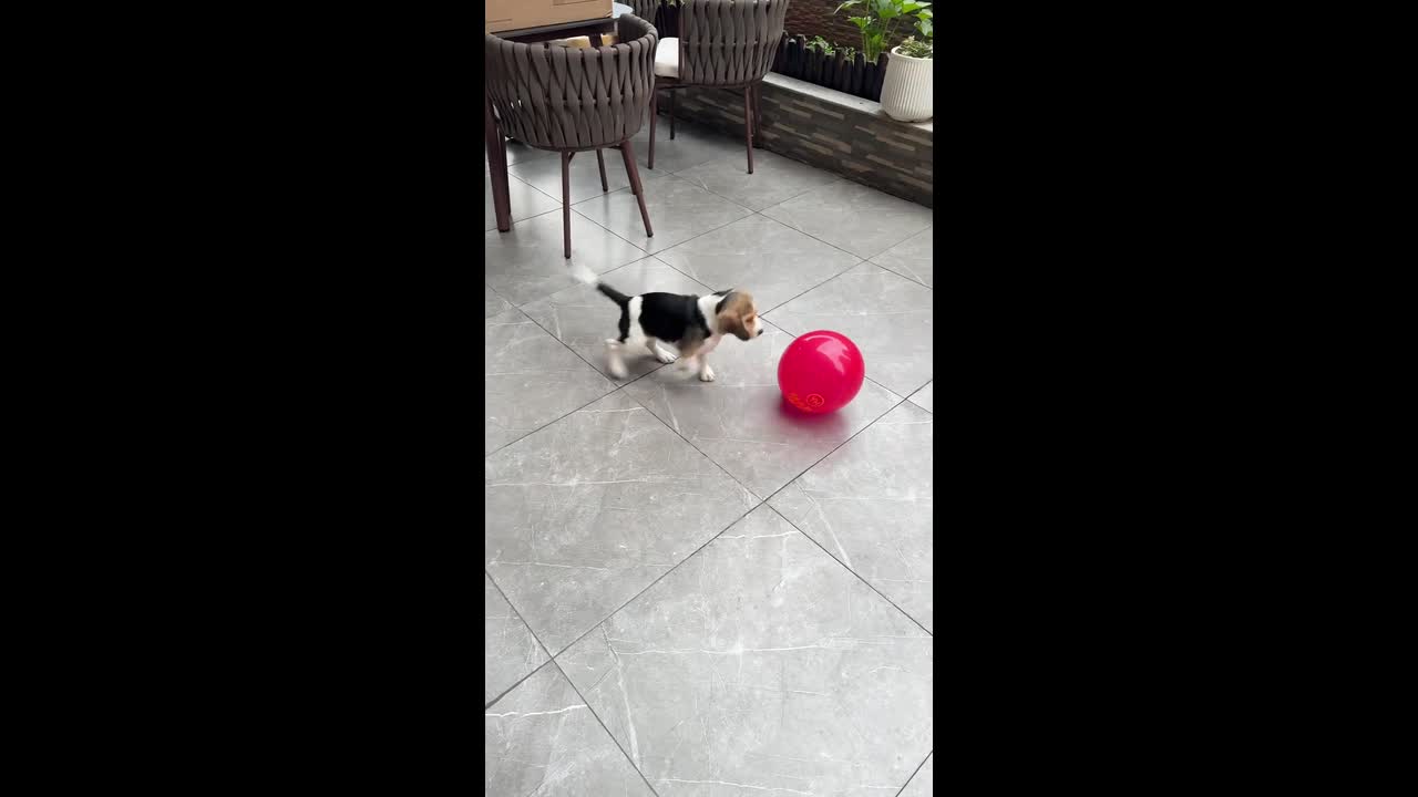 Beagle excitedly plays with balloon in Chongqing, China