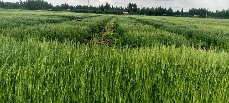 Summer irrigation farming accelerates Ethiopia's path toward food self ...