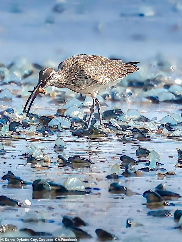 Thousands of bright blue sea creatures wash up on beach and stun locals ...