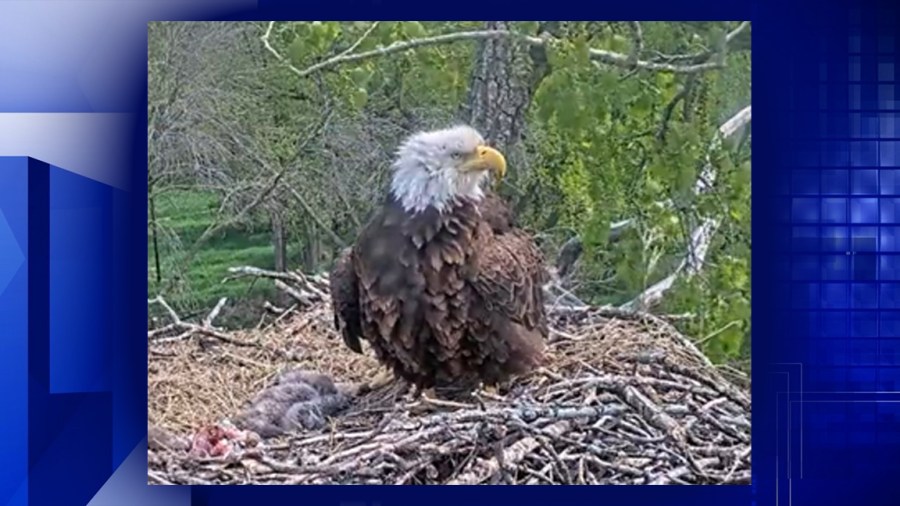 Lead-poisoned eagle returns to wild after 3 months of recovery in Kewanee