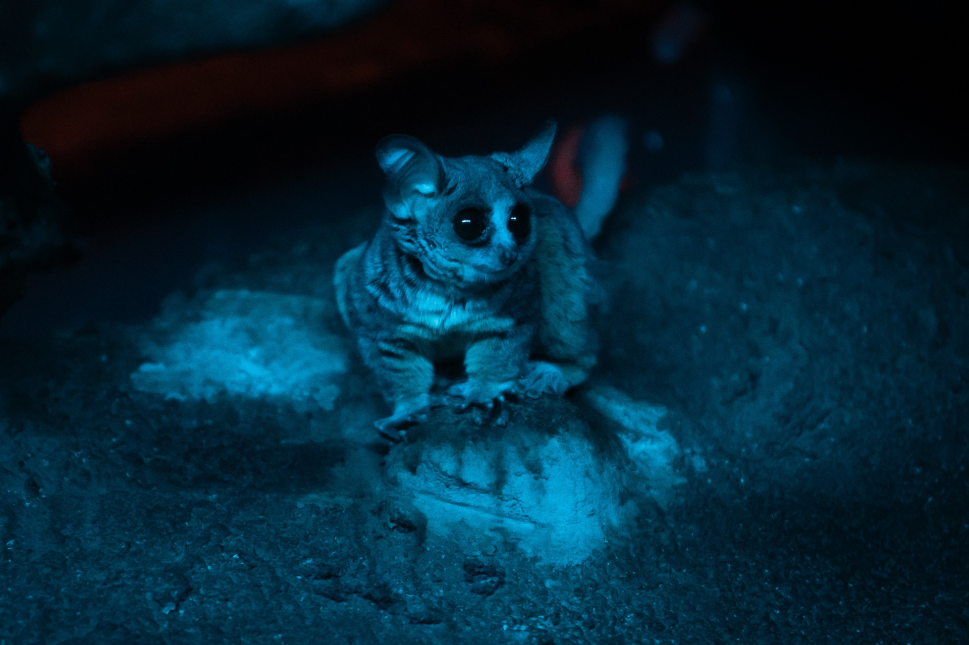 Lost animal species that returned from extinction