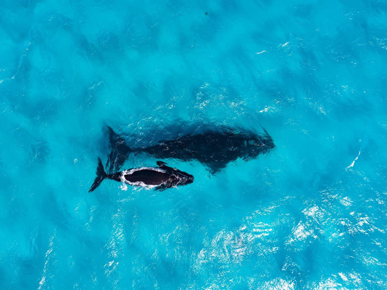 Three Aussie beaches just made the world’s 50 best list