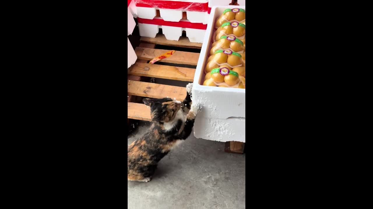 Kitten scratches styrofoam box in playful burst in Anhui, China