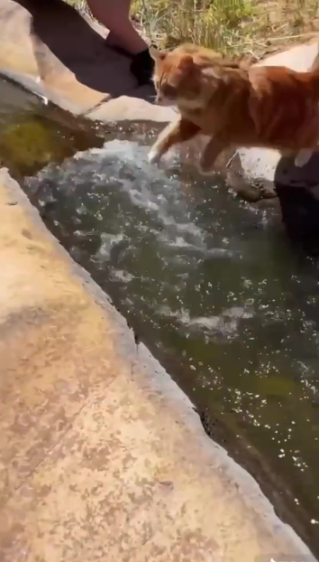 This cat just wants to jump all day long