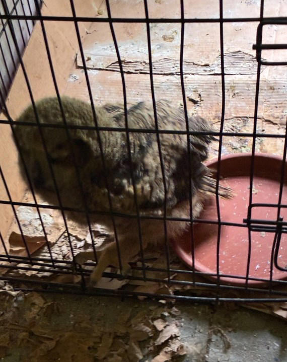 Baby owl confiscated after Graves County deputies arrest screaming man