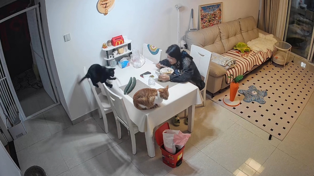 Cats shocked by jump fail and cucumber surprise in China