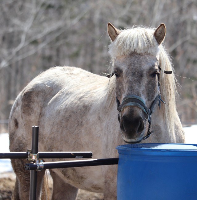 切りすぎちゃった!前髪パッツンの馬「これはこれで可愛い」「パリコレモデルみたい」と反響