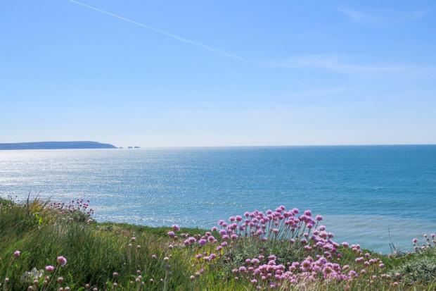 The beautiful flowers forming a pink carpet on Dorset’s cliffs