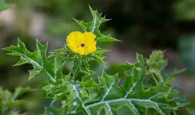 Discover the healing powers of satyanashi: nature's miracle plant