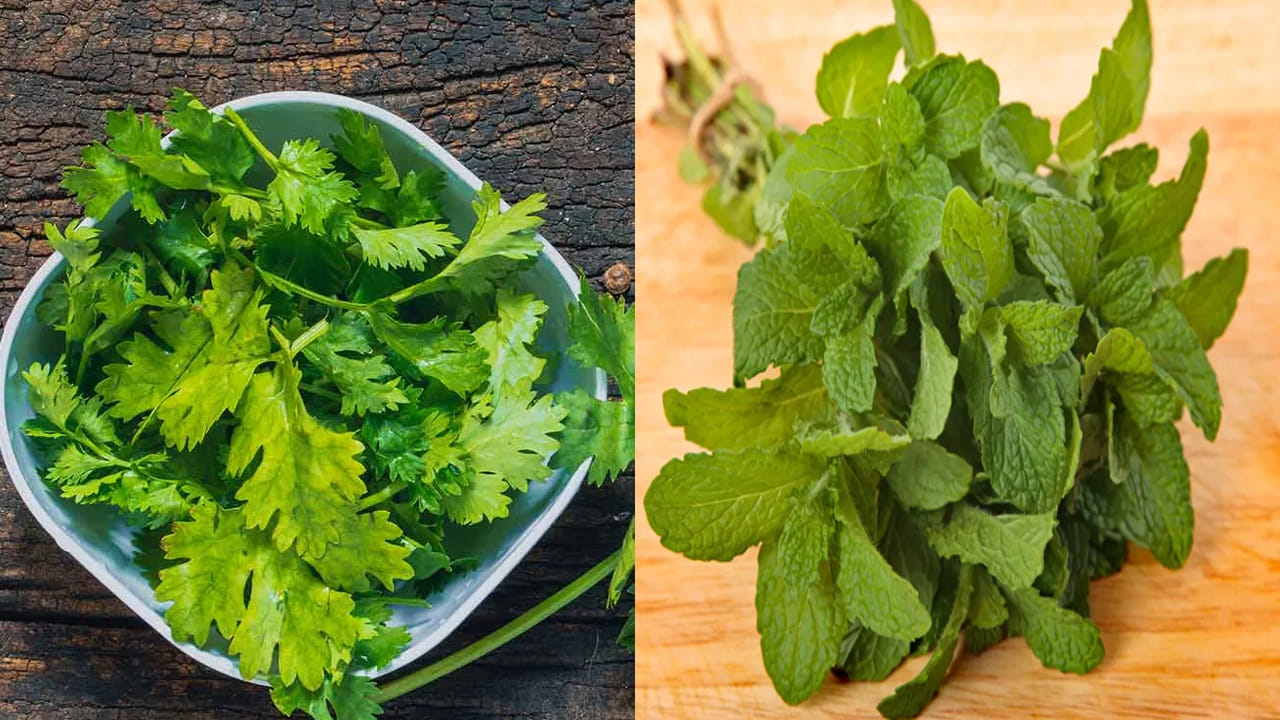 పుదీనా vs కొత్తిమీర: వేసవిలో కడుపు సమస్యలకు ఏది బెస్ట్? మీరు ...