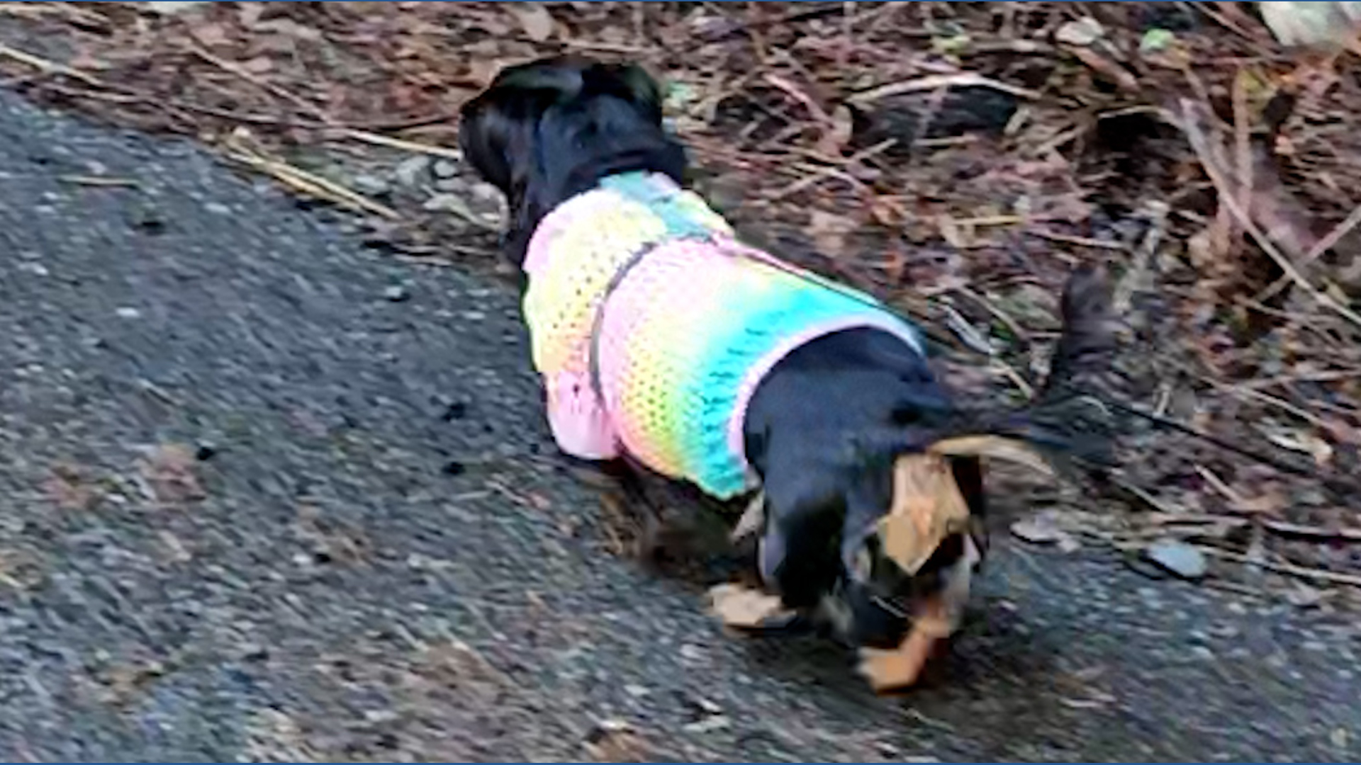 Dog walking forecast is warming up