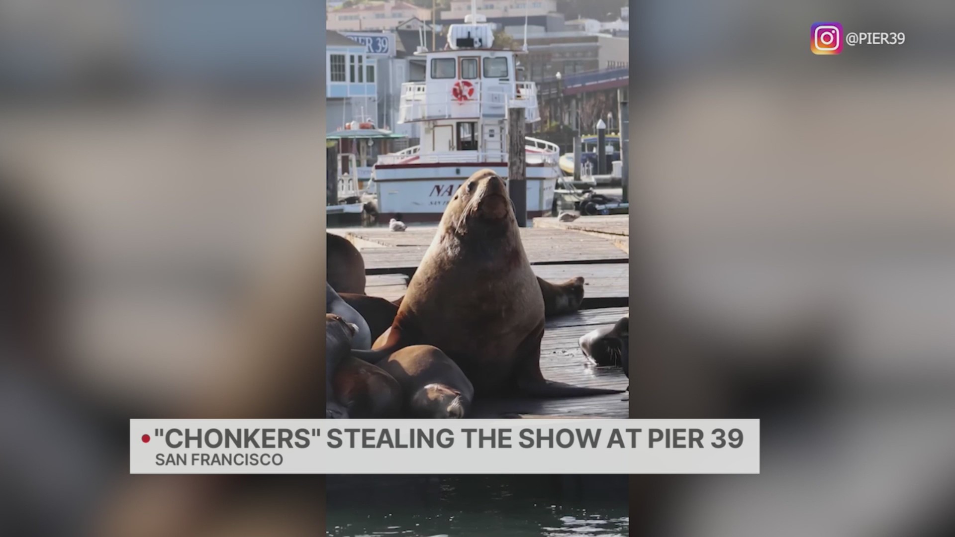 Chonkers the enormous sea lion seen on San Francisco pier