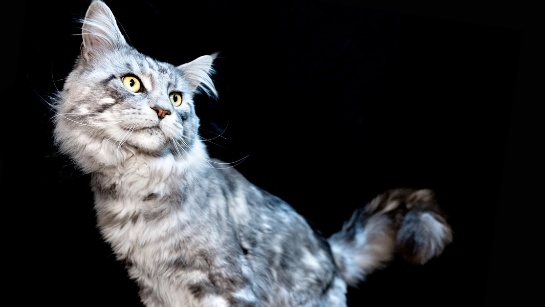 Finding your perfect cat breed match