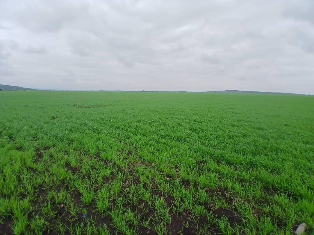 Summer irrigation farming accelerates Ethiopia's path toward food self ...