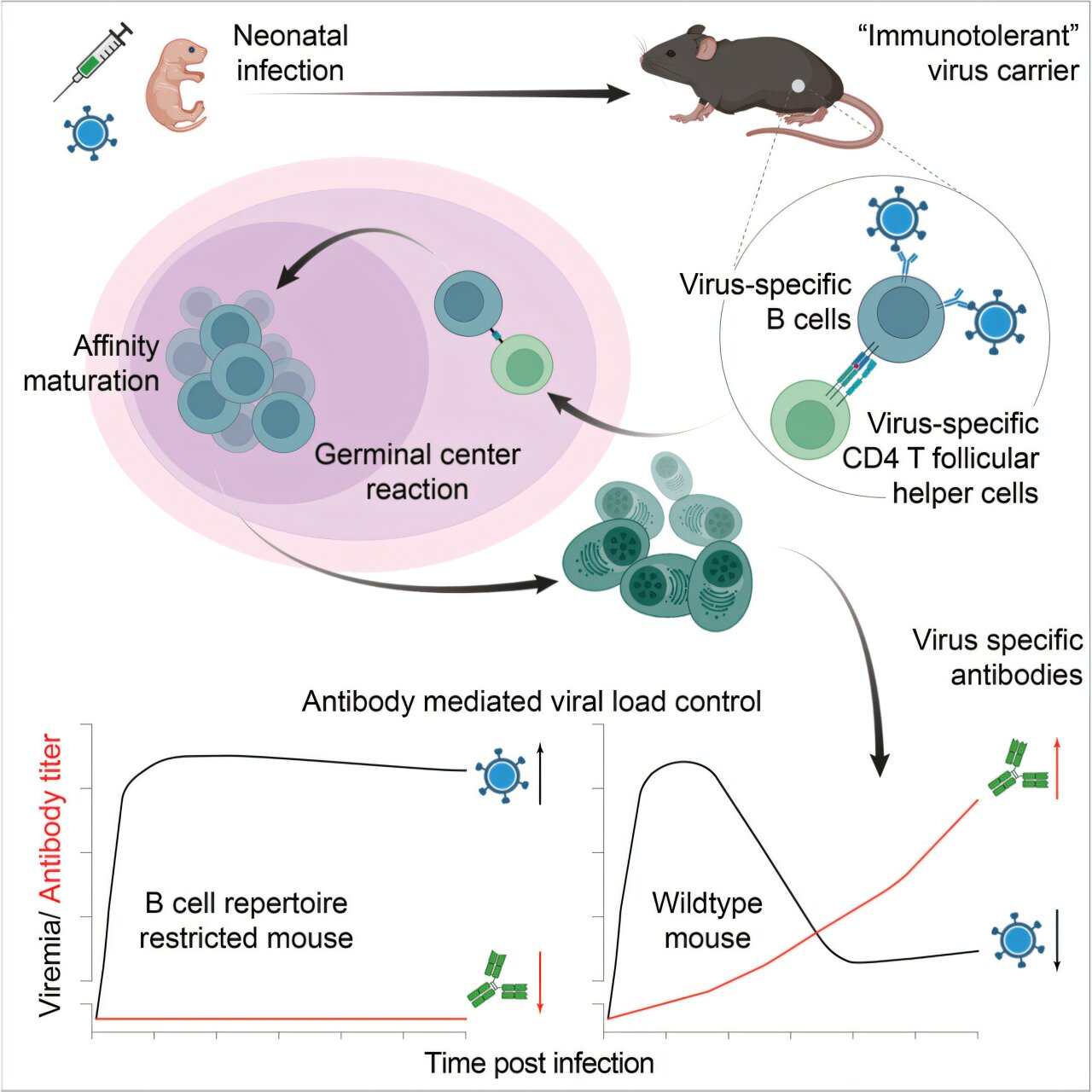 How the immune system battles lifelong viral infections acquired at birth