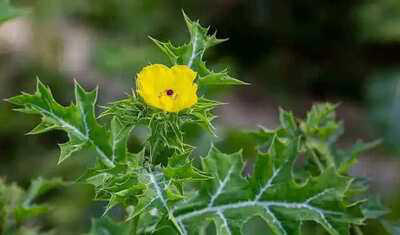 Discover the healing powers of satyanashi: nature's miracle plant