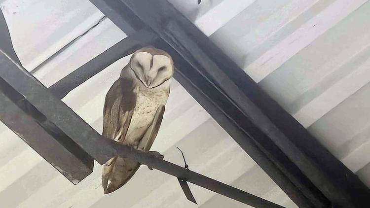 Barn owl trapped in Burlington Amazon warehouse dies after capture