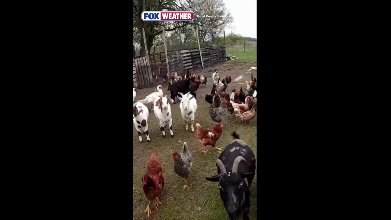 Farm animals rescued after wandering away