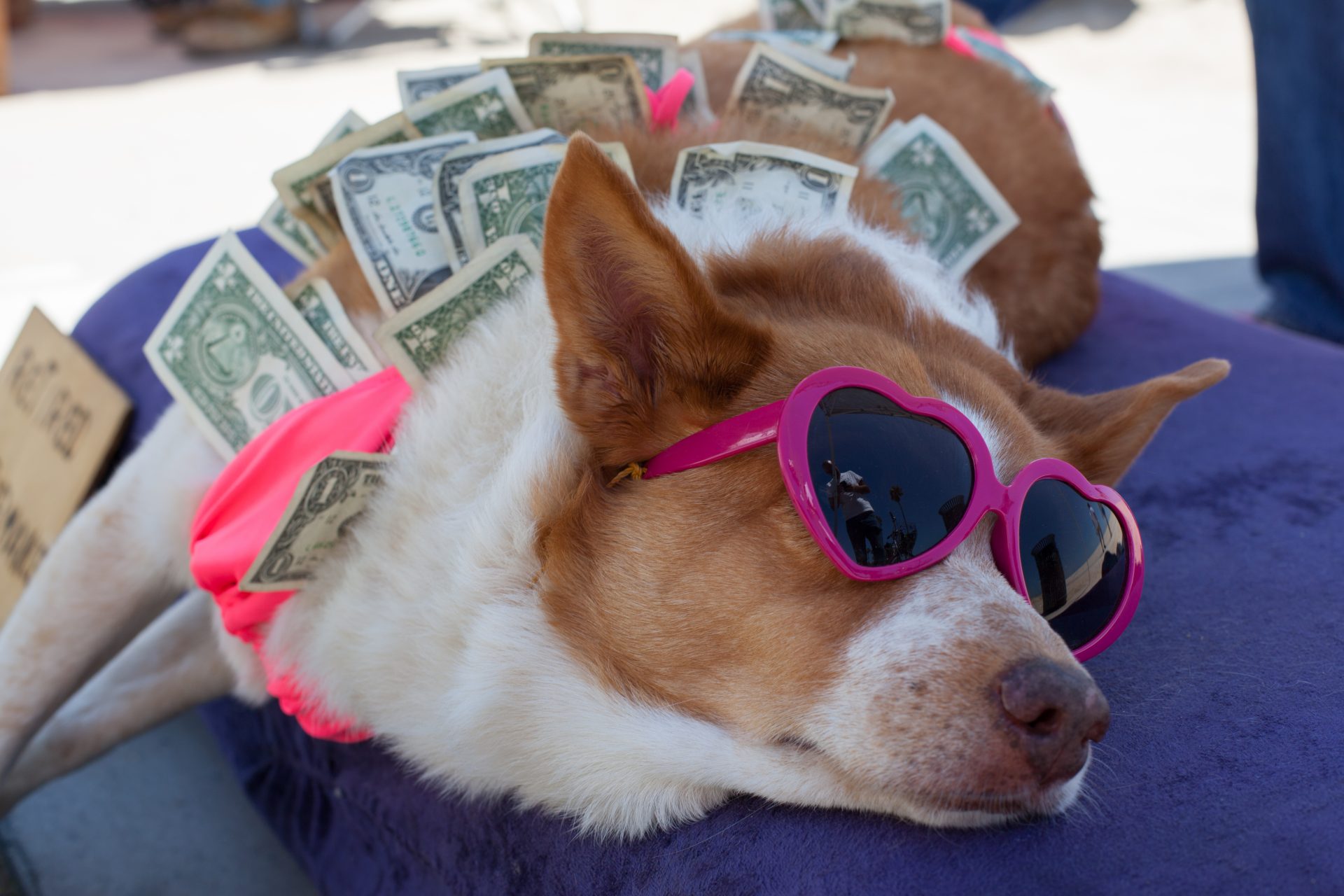 The richest pets in the world... and how they got their fortunes
