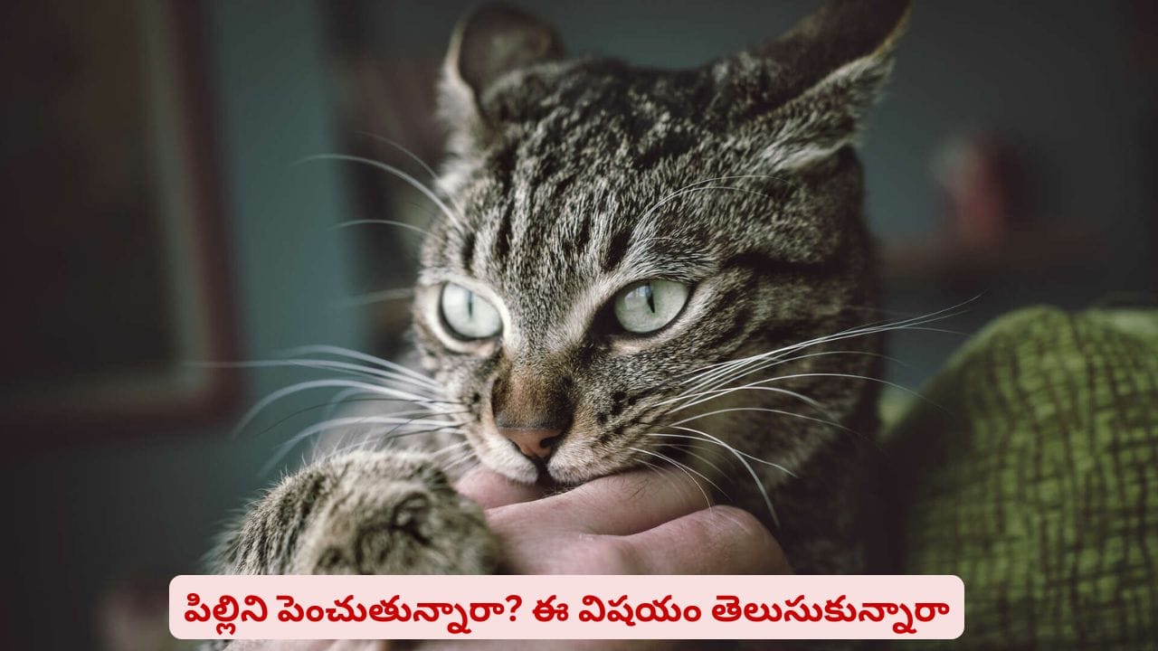 కుక్కలే కాదు.. వాటి వల్ల కూడా రేబిస్ ముప్పు? ఈ లక్షణాలు కనిపిస్తే ...