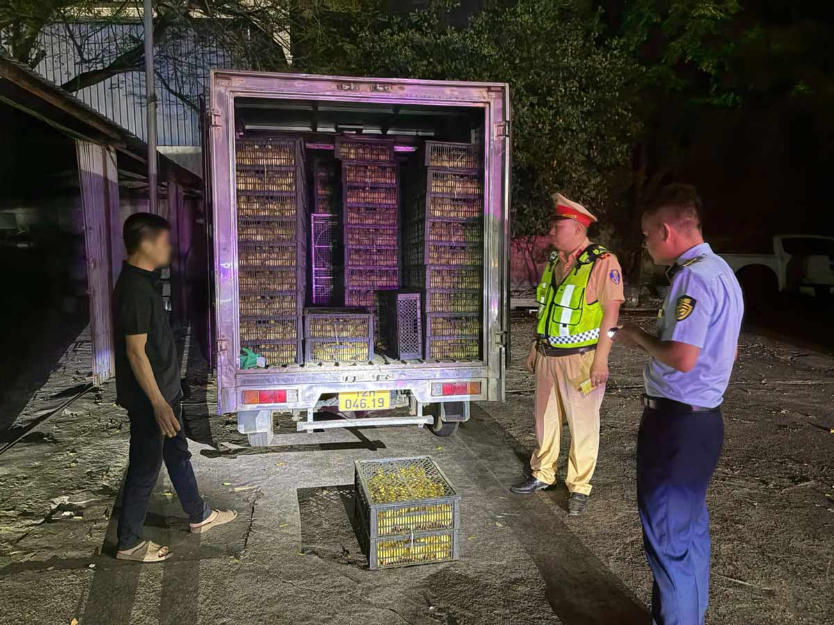 Tạm giữ xe chở 10.000 vịt con không rõ nguồn gốc ở Quảng Ninh