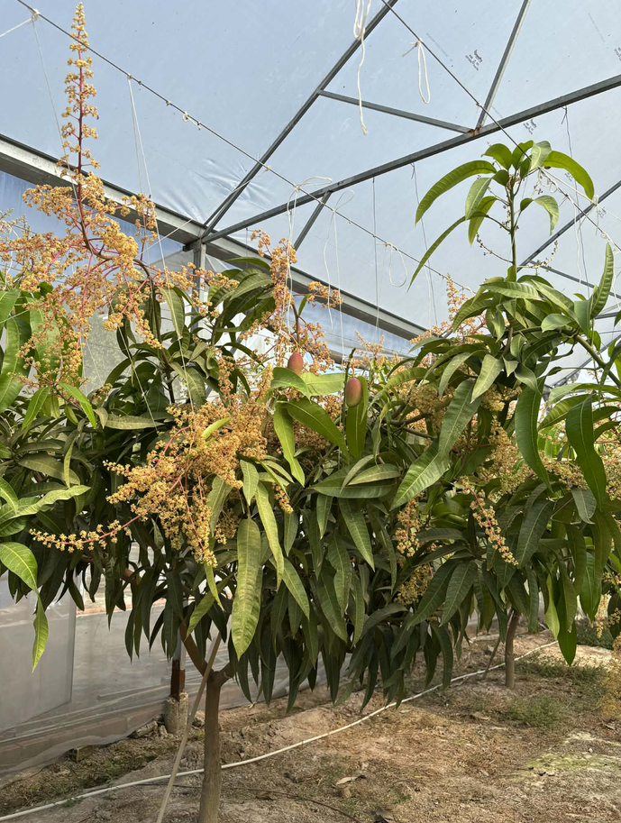 Giống xoài đắt nhất thế giới giá vài triệu đồng/quả được trồng tại TP.HCM