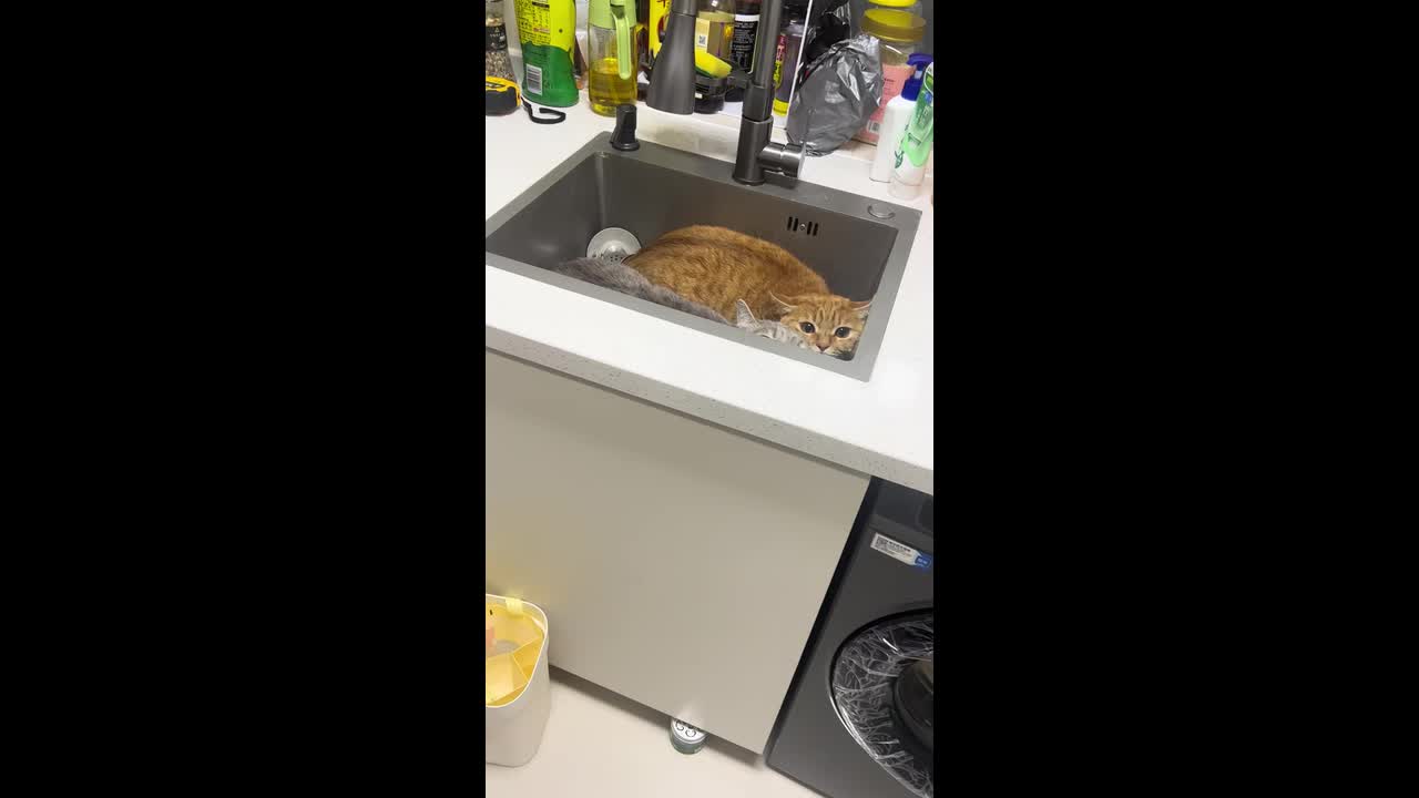 Two cats hide and relax in sink in Beijing, China