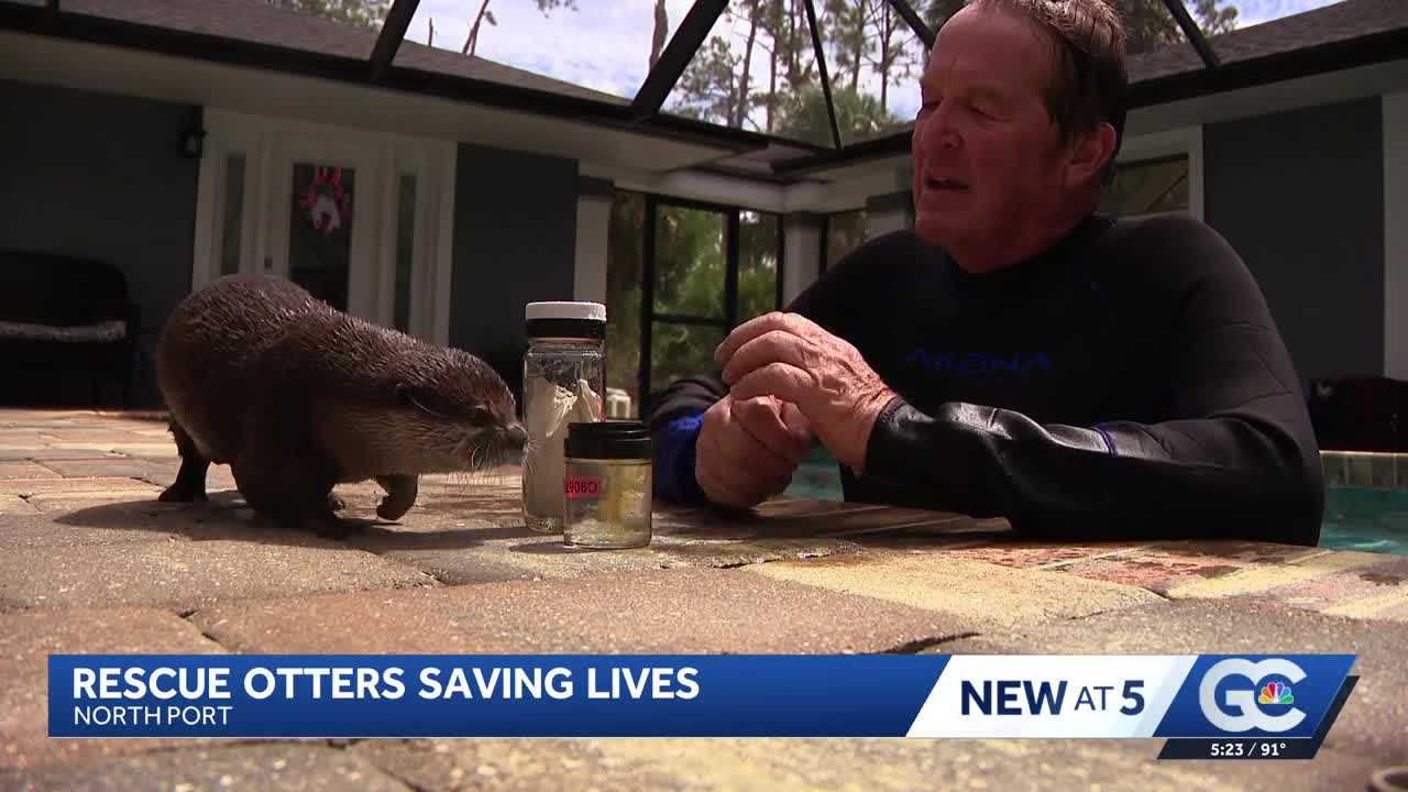 Meet Splash, the search-and-rescue otter diving into cold cases and ...